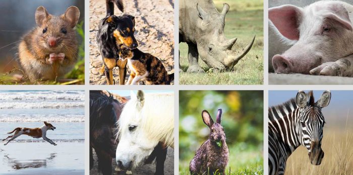 Donate to The National Council of SPCAs | Donation Details for NSPCA