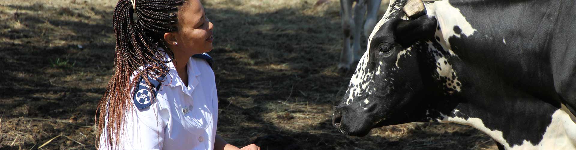 About NSPCA | Animal Welfare Protection Non Profit Organisation