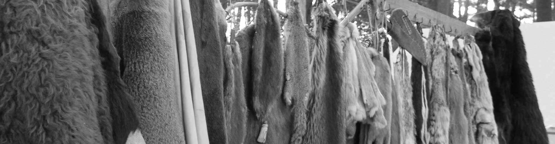Illegal Trade and Trafficking of Wildlife | Animal Welfare NSPCA