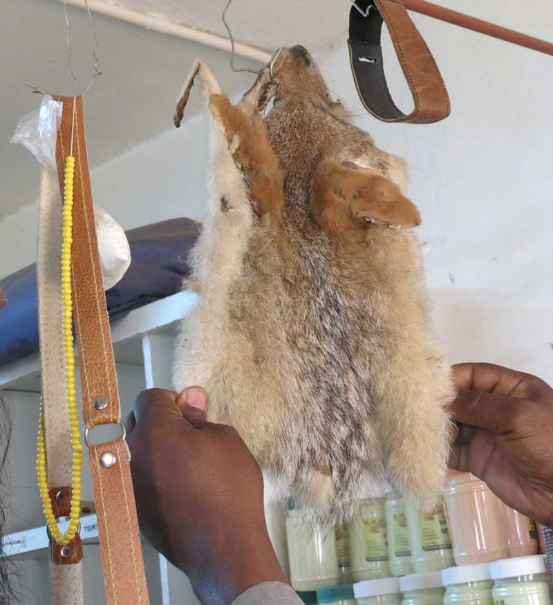 Illegal Trade and Trafficking of Wildlife | Animal Welfare NSPCA