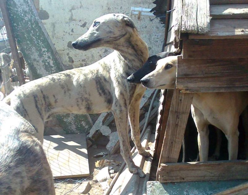 Hunting with Dogs | NSPCA Special Projects