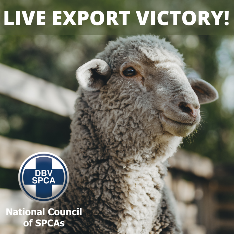 The Latest News and Articles from The NSPCA | Animal Rights Latest