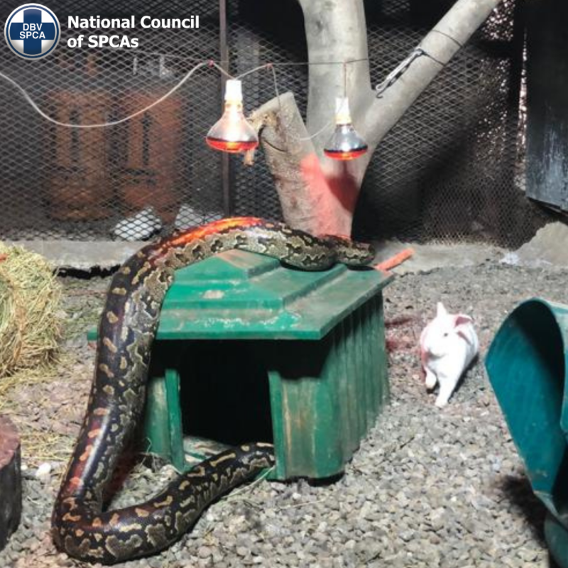 The Latest News and Articles from The NSPCA | Animal Rights Latest