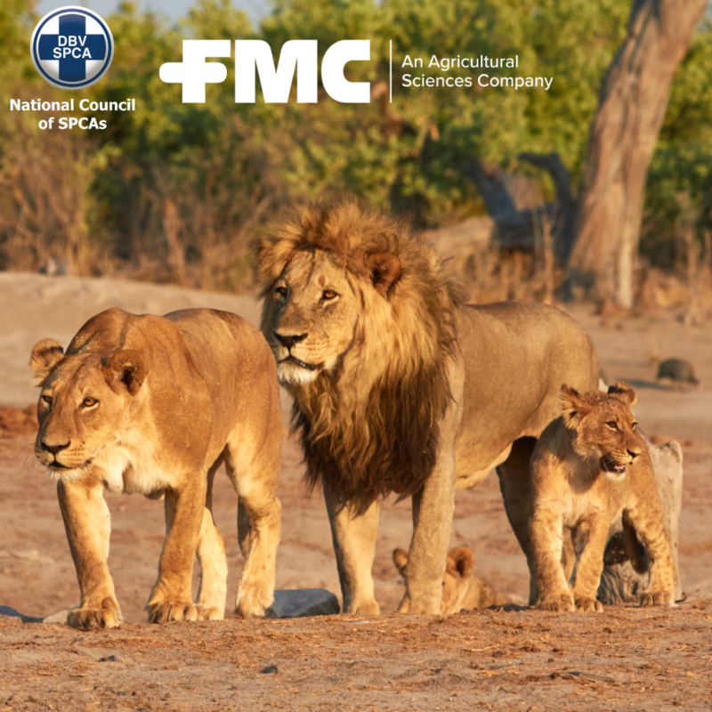 The National Council of SPCAs - We Prevent Cruelty to Animals