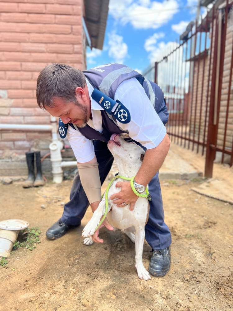 Hunting with Dogs | NSPCA Special Projects