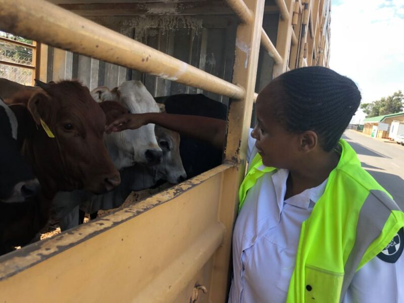 Animals Crossing Borders | NSPCA Special Projects