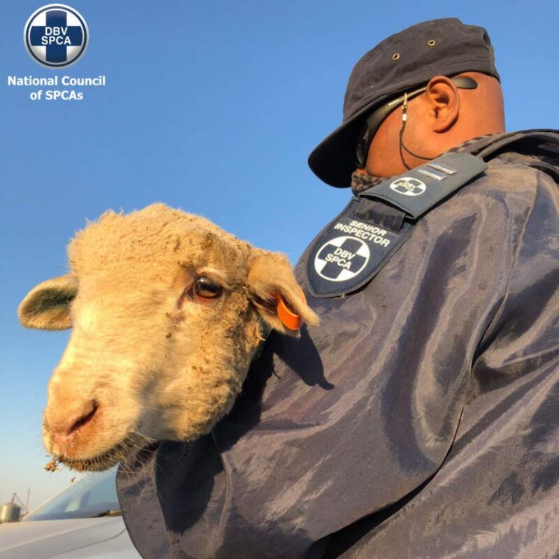 Another Tragedy For South African Sheep