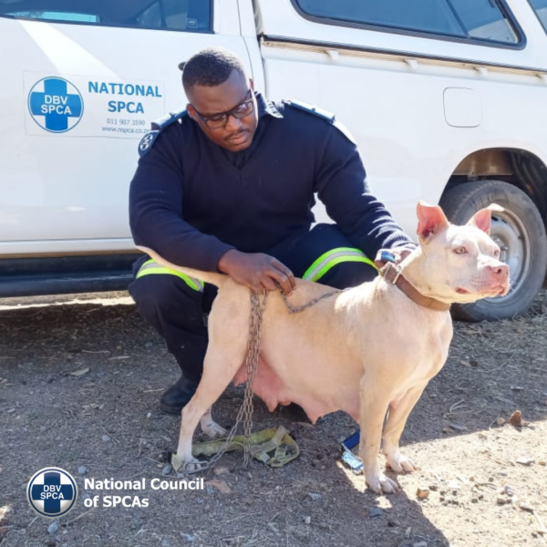 The National Council of SPCAs - We Prevent Cruelty to Animals