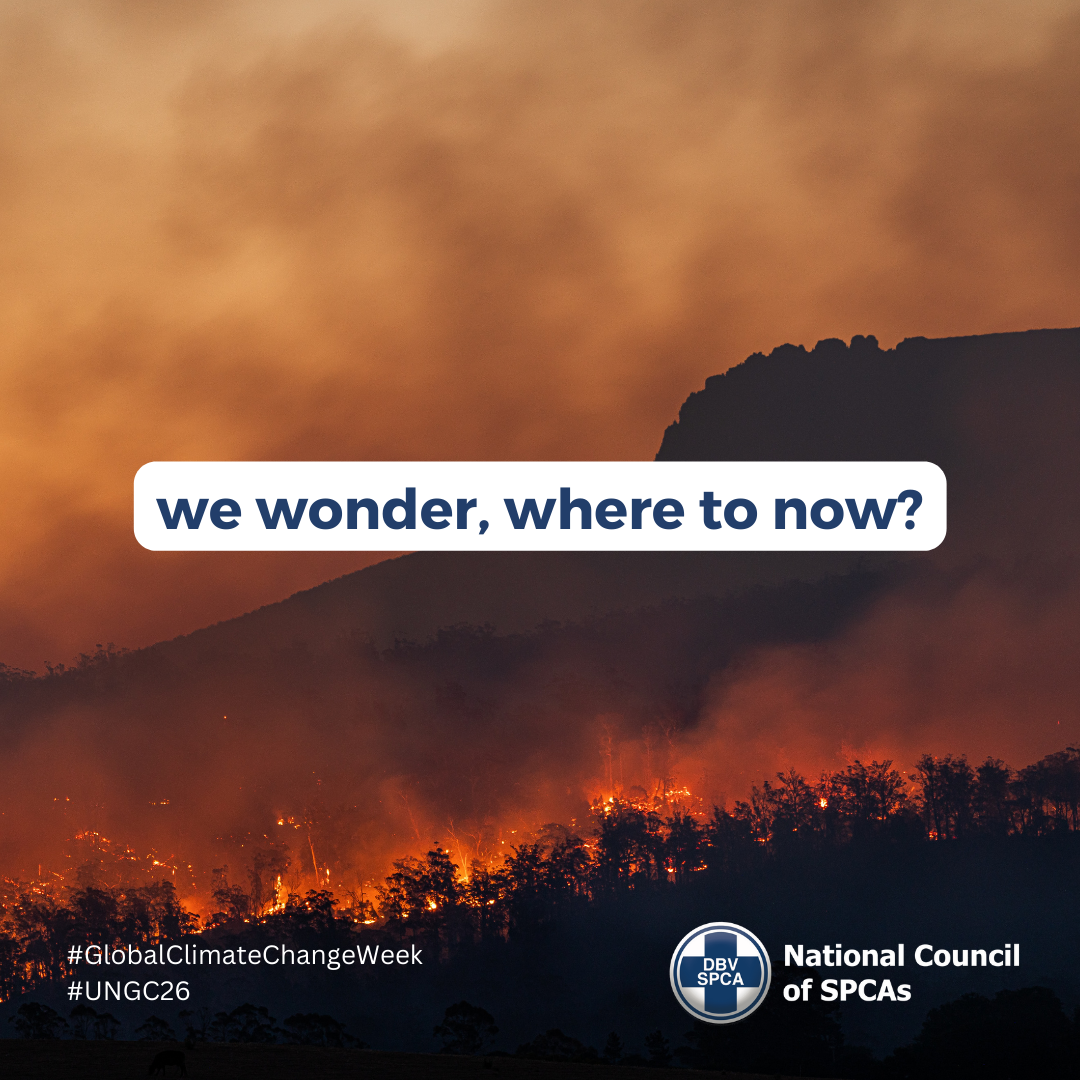 The Interconnected World: Climate Change, Animal Welfare, and Youth Action