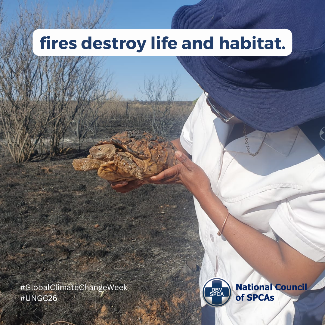 The Interconnected World: Climate Change, Animal Welfare, and Youth Action