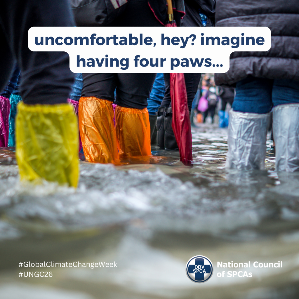 The Interconnected World: Climate Change, Animal Welfare, and Youth Action