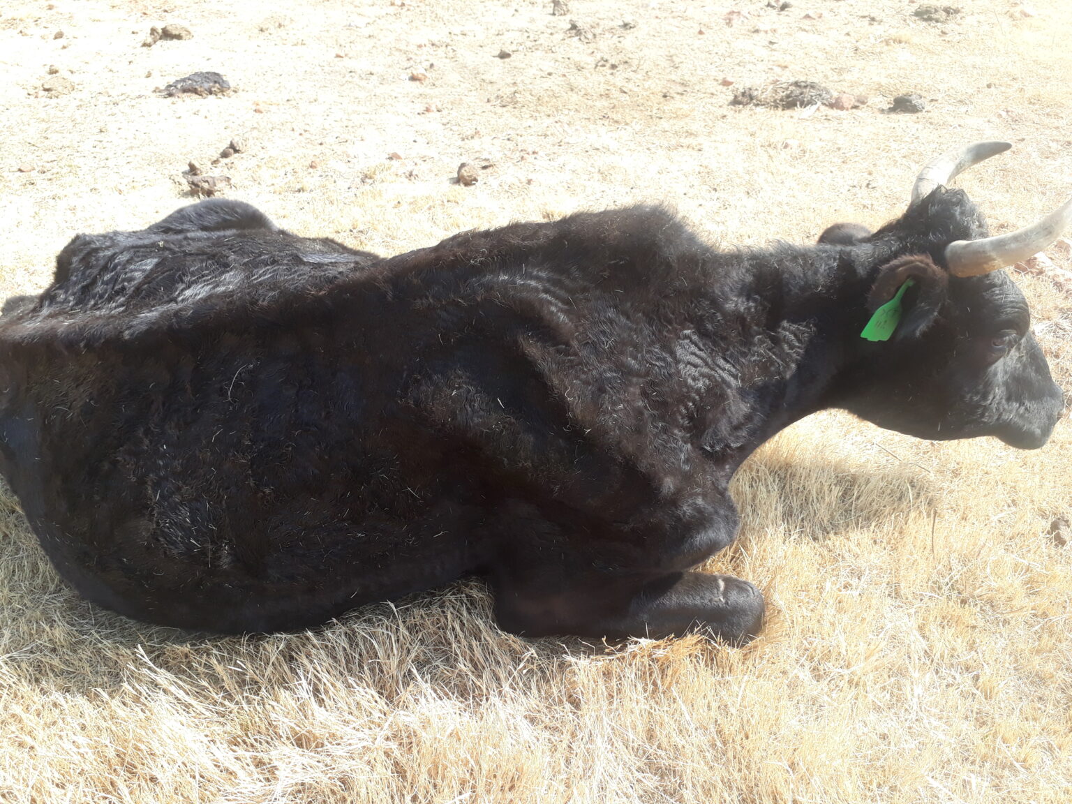 From Appalling Abuse to Justice Served: NSPCA Secures Conviction in ...