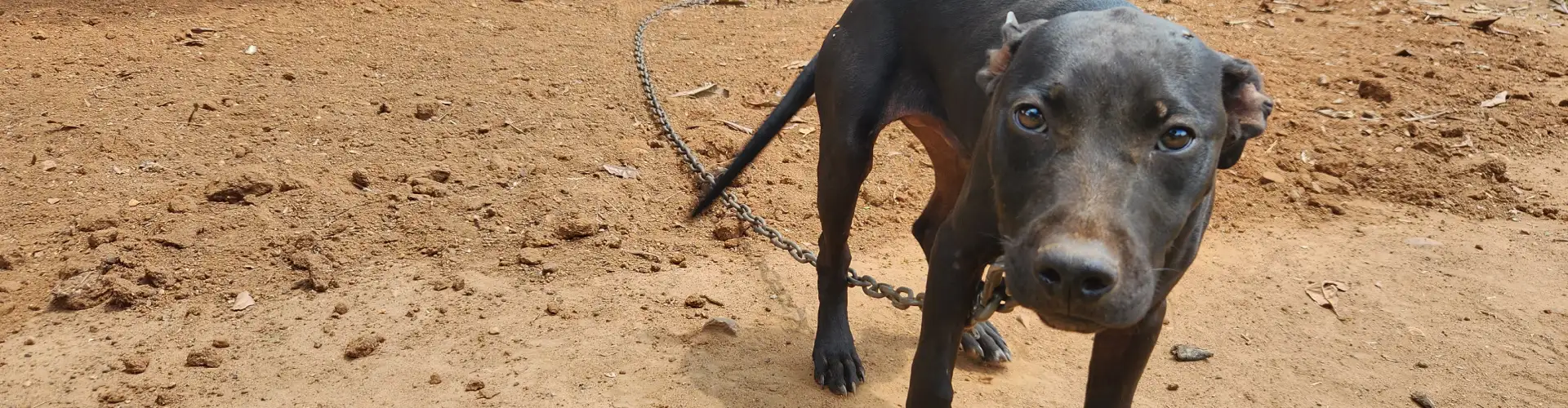 Violent Crime Targeting Animals | NSPCA