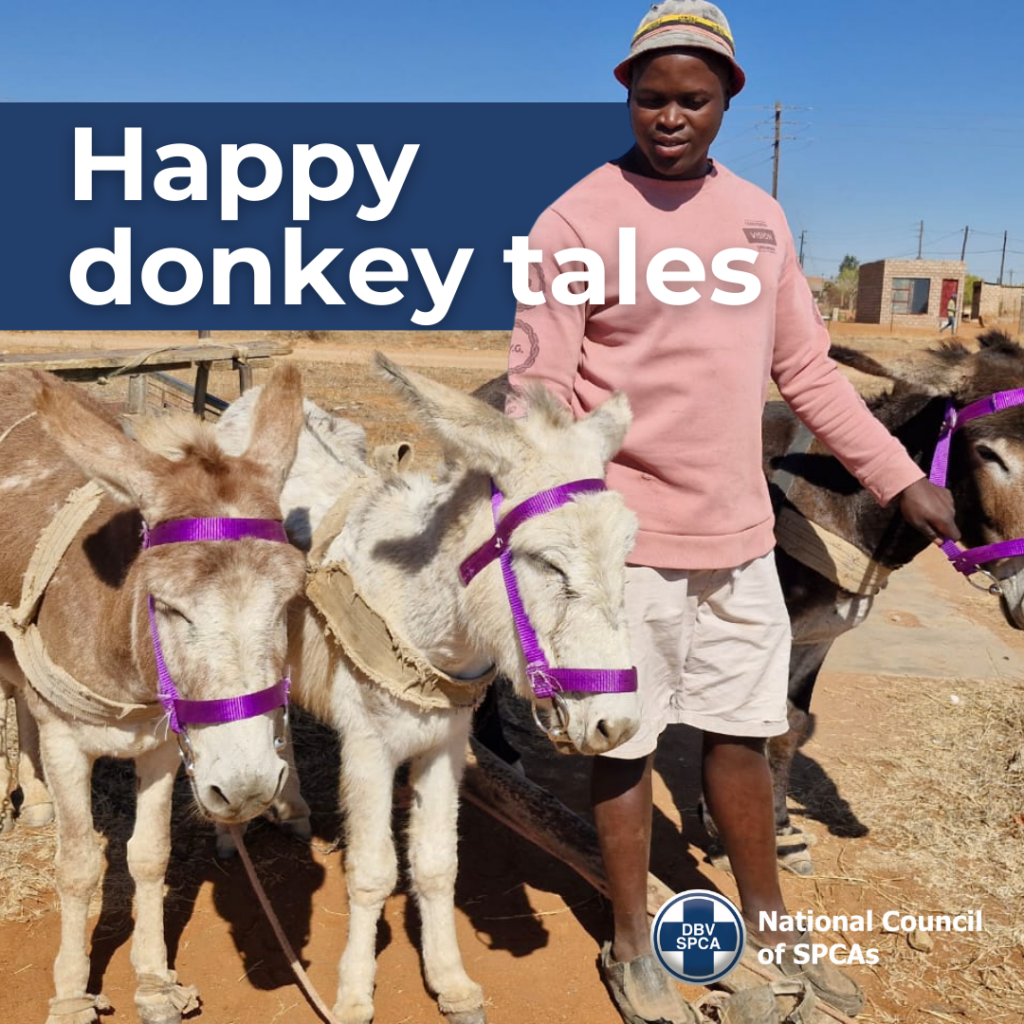 Happy Donkeys: Tales of Training & Upliftment