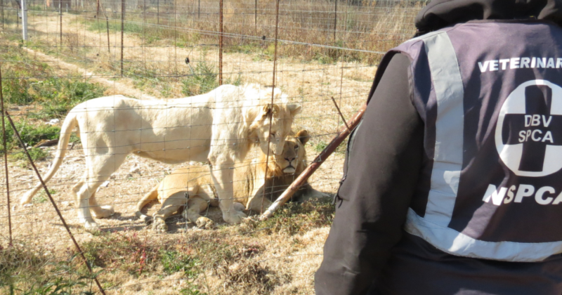 The National Council of SPCAs - We Prevent Cruelty to Animals