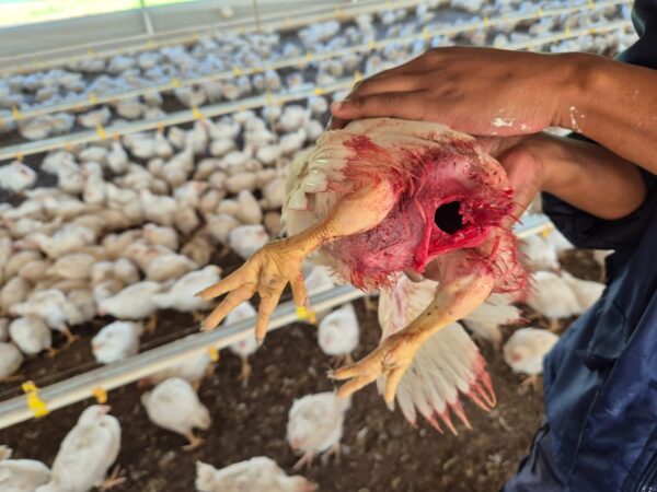 More Than a Million Chickens Abandoned and Starving / Daybreak Foods