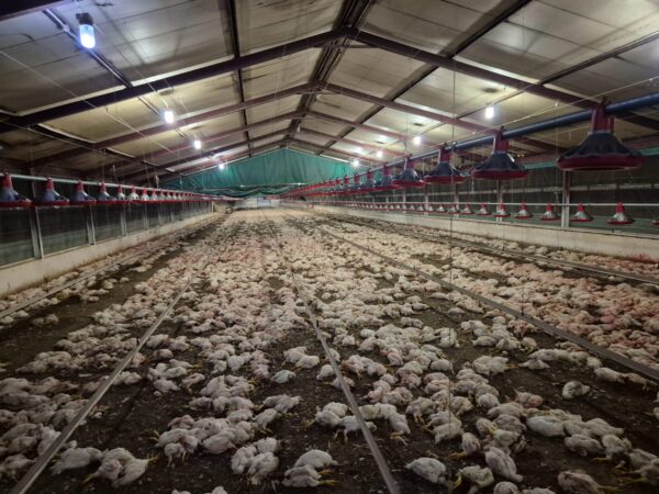 More Than a Million Chickens Abandoned and Starving / Daybreak Foods