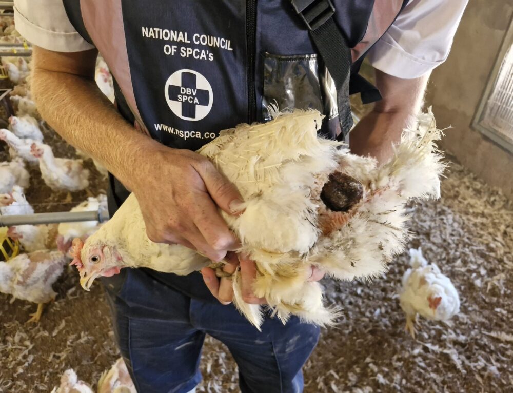 More Than a Million Chickens Abandoned and Starving / Daybreak Foods